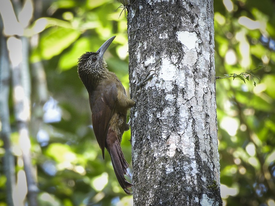 Strong-billed Woodcreeper (Central American) - eBird