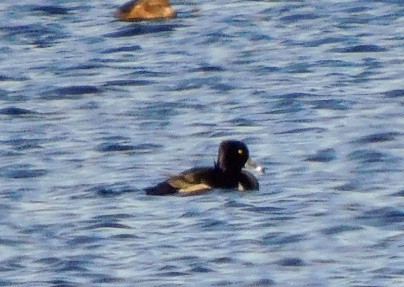eBird Checklist - 14 Nov 2020 - Tobico Marsh - 15 species