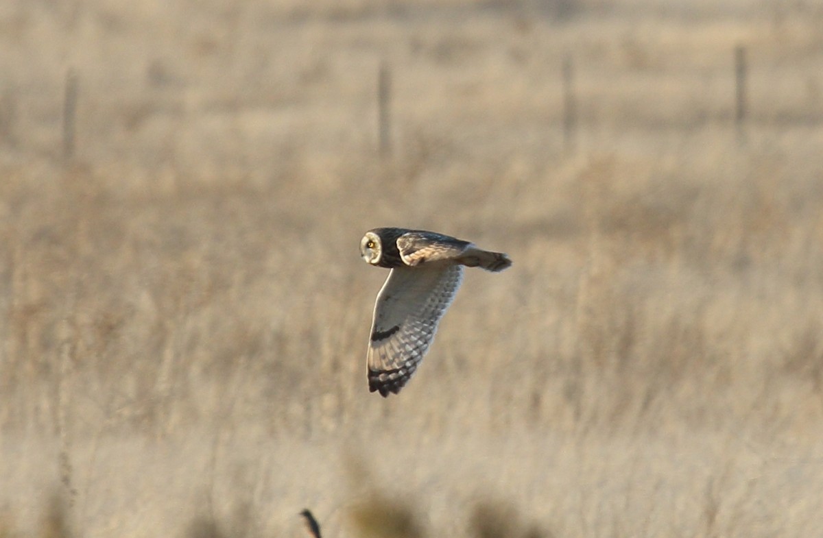 eBird Checklist - 14 Nov 2020 - Springtown Wetlands Preserve - 29 ...