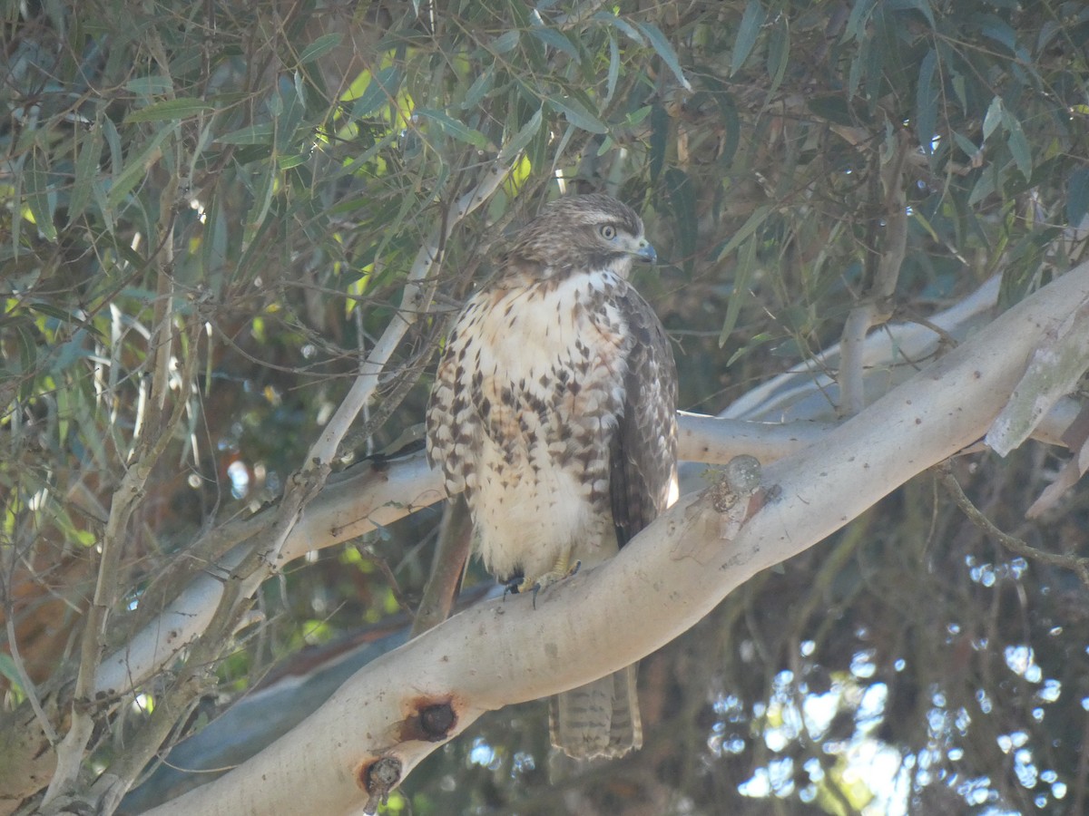 eBird Checklist - 15 Nov 2020 - UCSD--Salk Institute area - 18 species ...