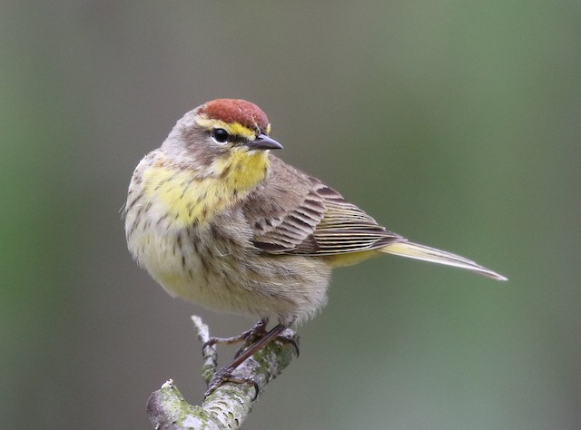 Win a free spot in the Cornell Lab's warbler identification course ...