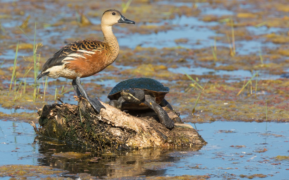 ML280627801 - Wandering Whistling-Duck - Macaulay Library