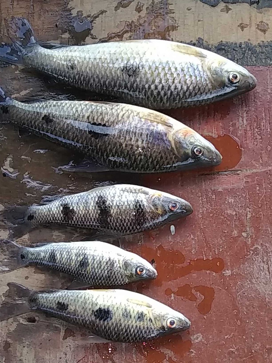 ML280797061 - Lisa - Macaulay Library