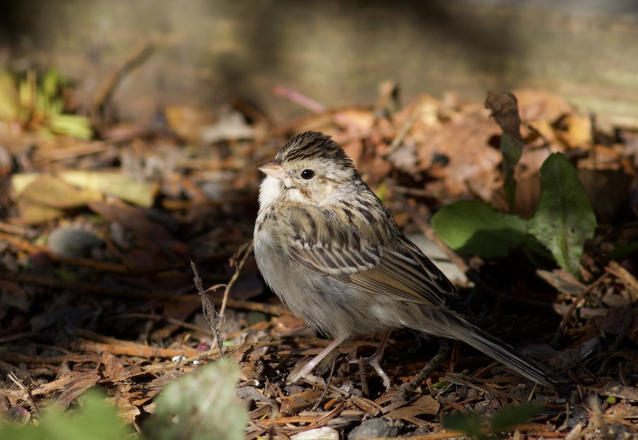 Spizella sp. - eBird