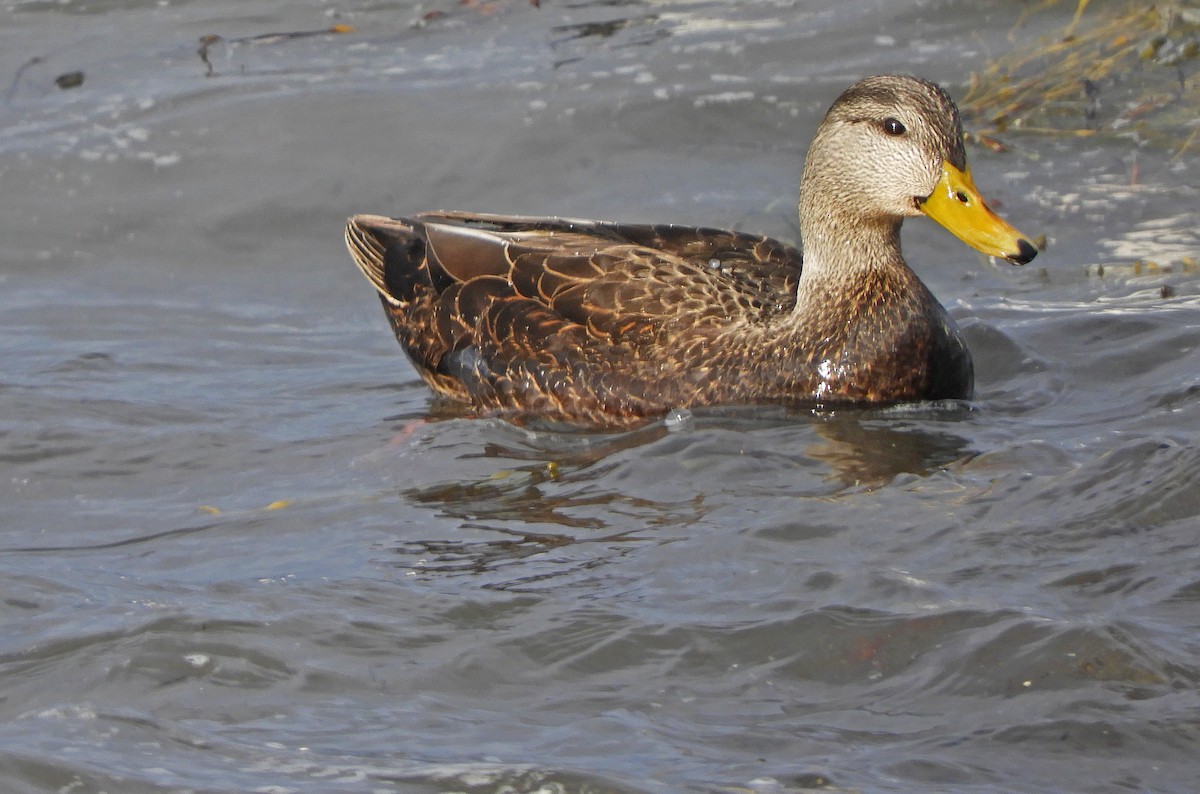 eBird Checklist - 18 Nov 2020 - Hartlen Point - 26 species