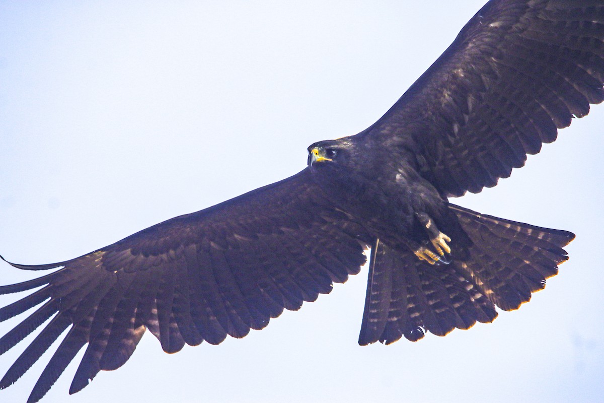 ML281035761 - Black Eagle - Macaulay Library