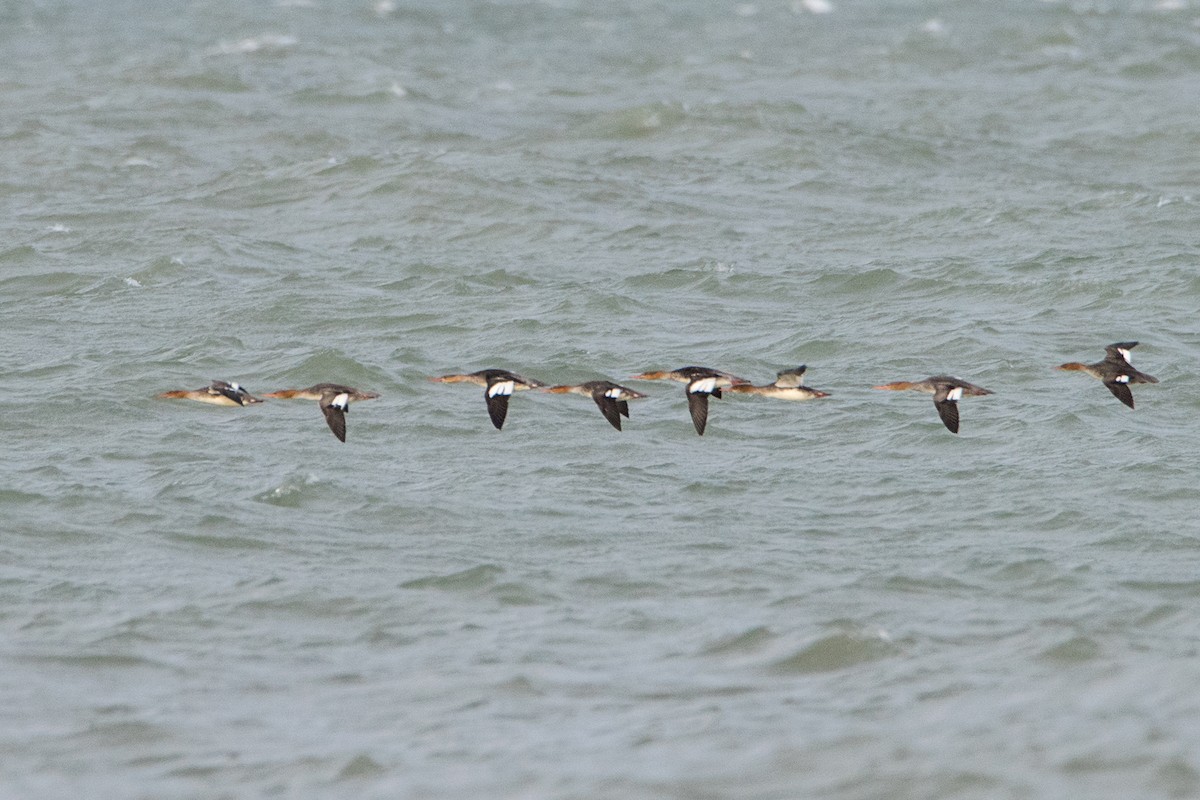 eBird Checklist - 19 Nov 2020 - Sturgeon Point (Beach, Marina and ...