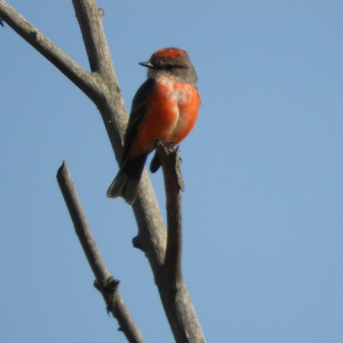 eBird Checklist - 19 Nov 2020 - Merced NWR (Please use a more specific ...