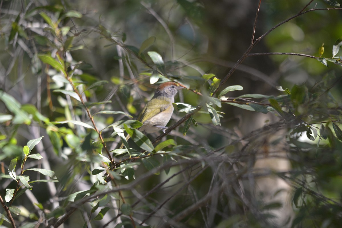 ML281242101 - Gray-eyed Greenlet - Macaulay Library