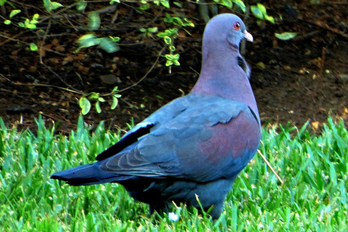 ML281533391 - Red-billed Pigeon - Macaulay Library