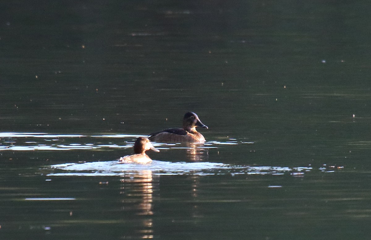 eBird Checklist - 21 Nov 2020 - Lake Scanewa - 7 species