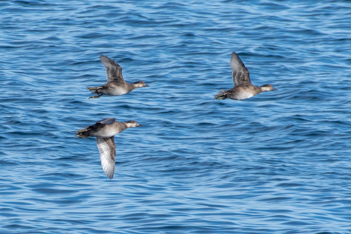 ML282311201 - Black Scoter - Macaulay Library