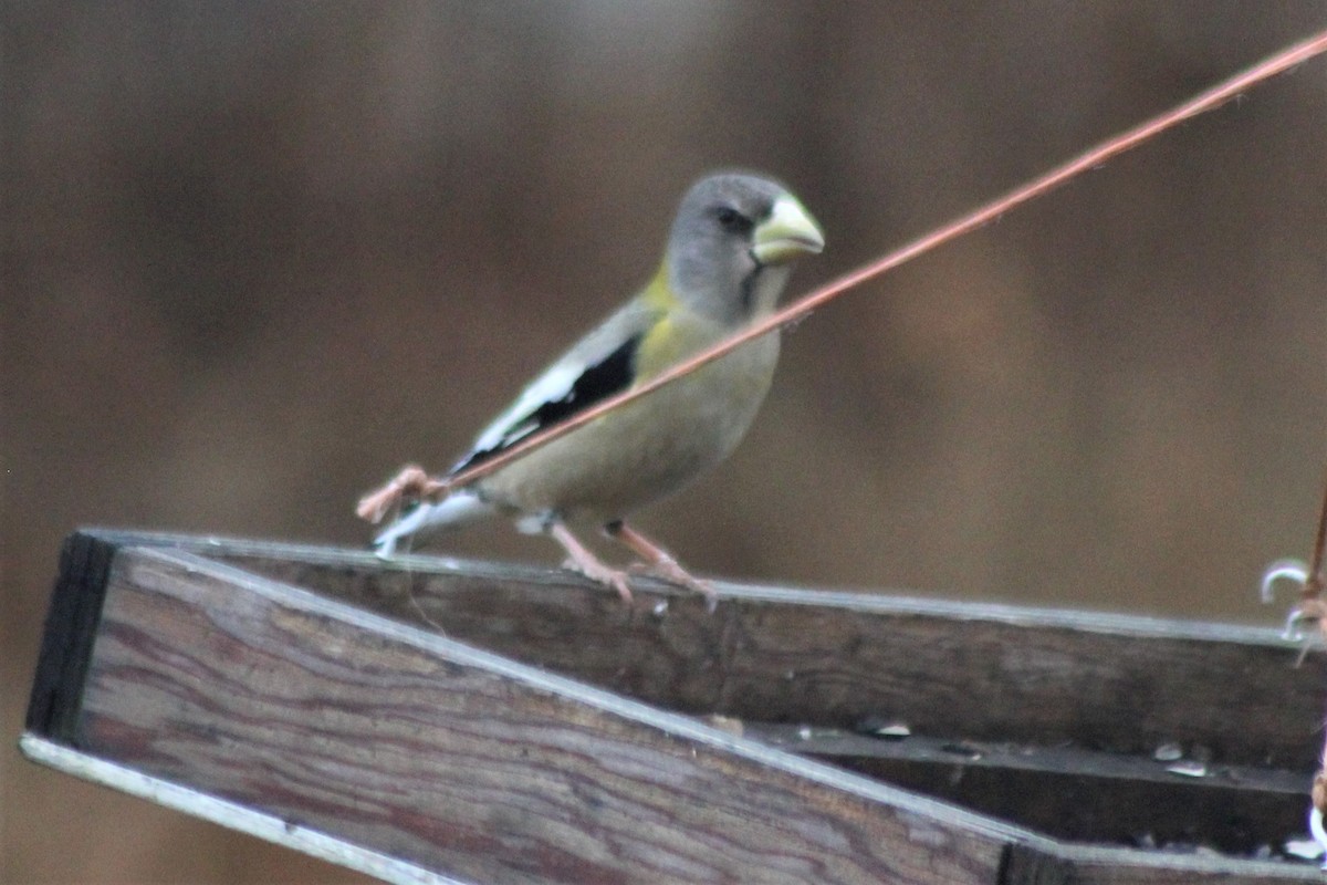 eBird Checklist - 25 Nov 2020 - Cathy and Gerald DeNeal home - 1 species