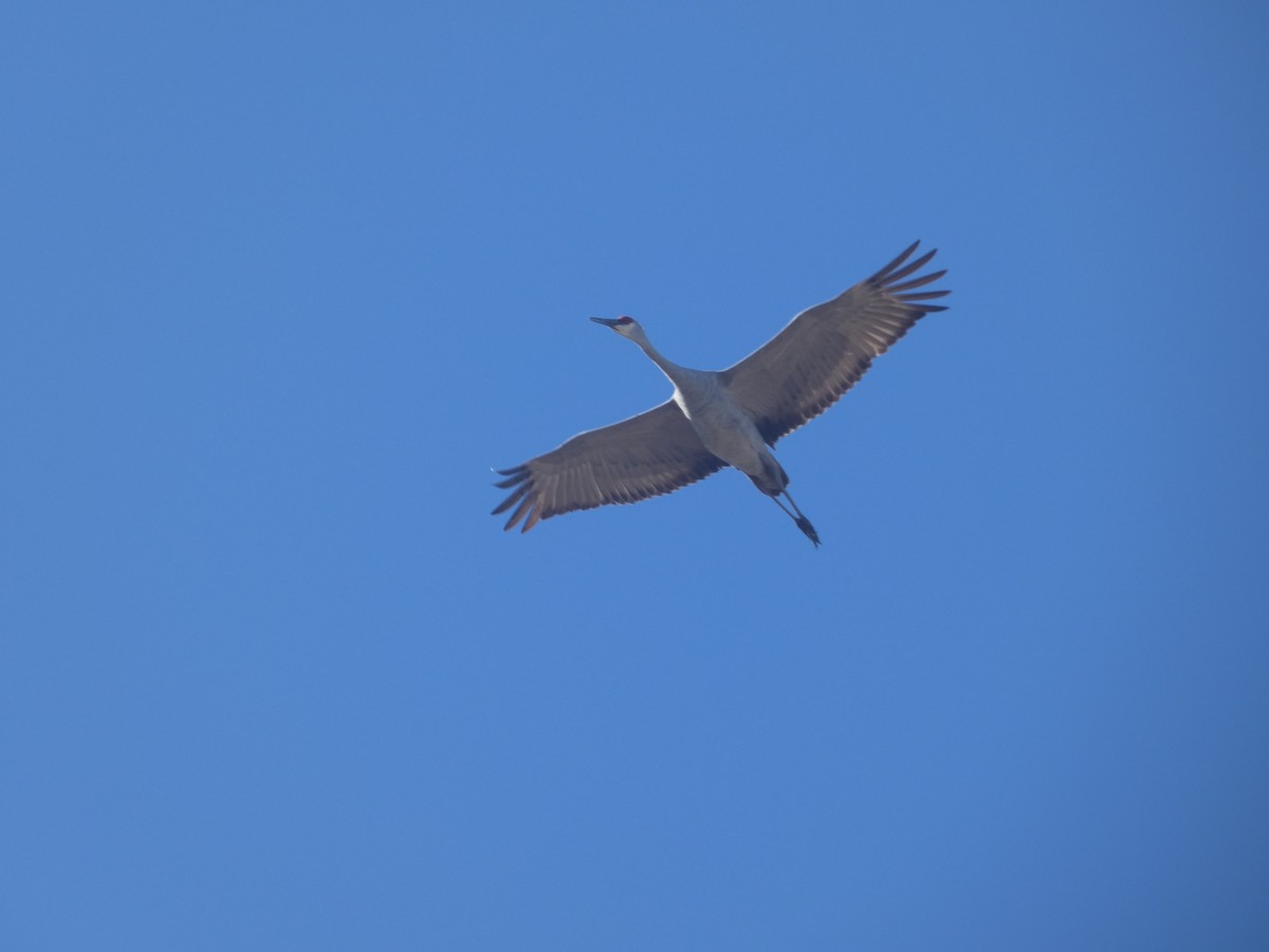 eBird Checklist - 11 Nov 2020 - Palo Verde Ecological Reserve - 86 ...