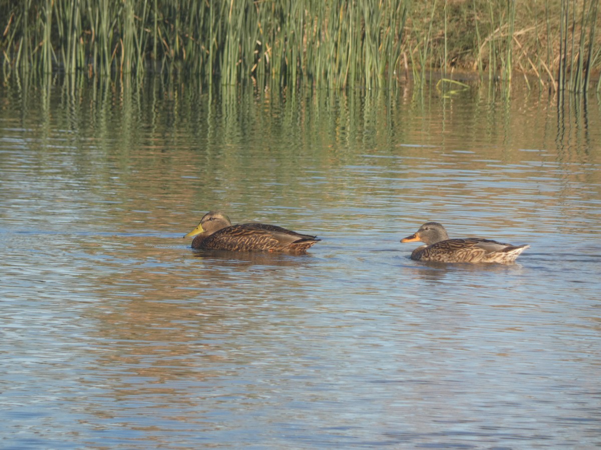 eBird Checklist - 14 Nov 2020 - Desert Center--Lake Tamarisk - 54 ...