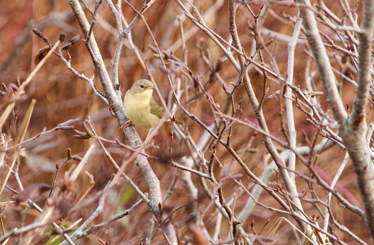 eBird Checklist - 26 Nov 2020 - Hartlen Point - 12 species