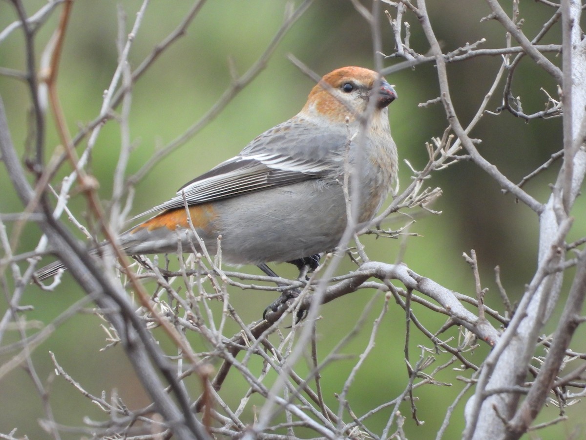 ML283335961 - Pine Grosbeak - Macaulay Library