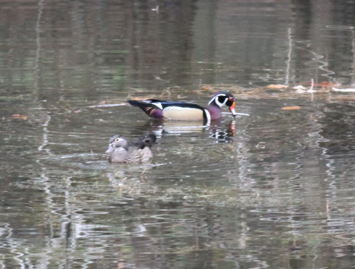 eBird Checklist - 27 Nov 2020 - Sims Lake Park - 7 species