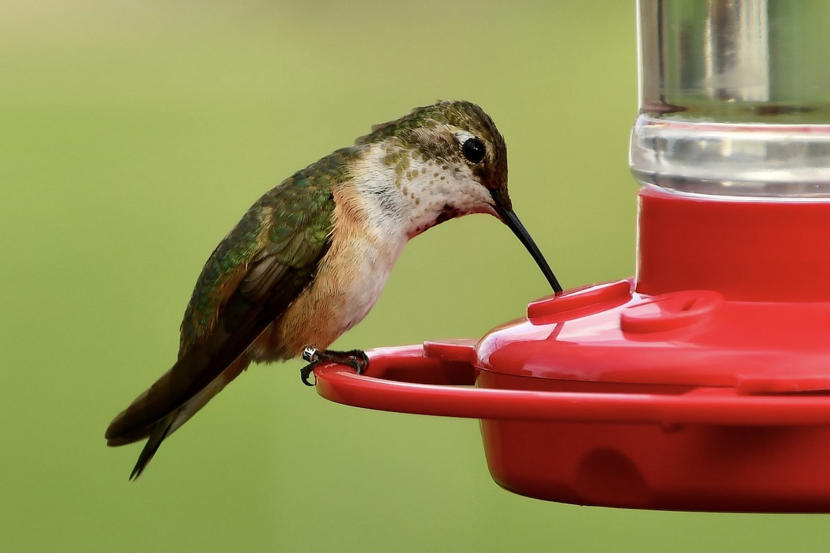eBird Checklist - 28 Nov 2020 - Home - 2 species