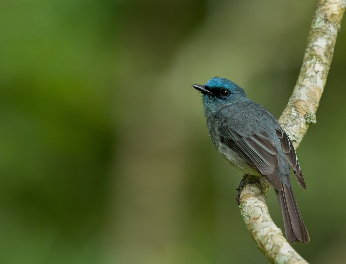 ML283847181 - Dull-blue Flycatcher - Macaulay Library