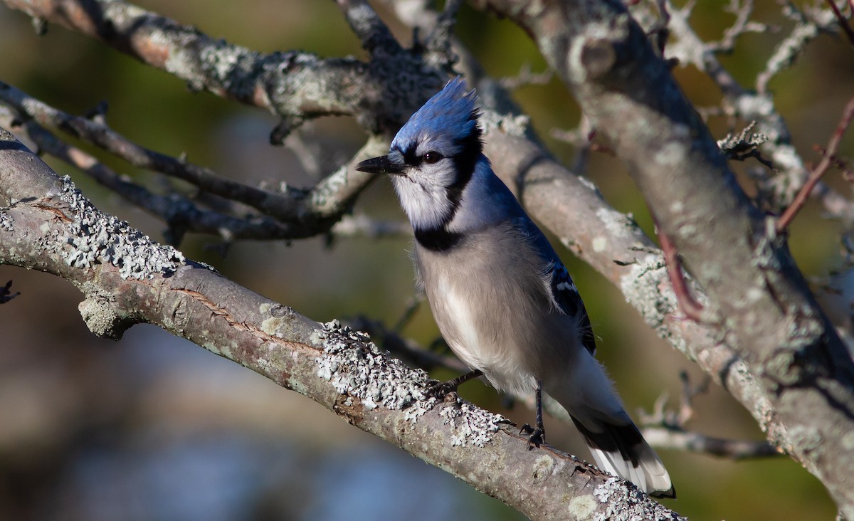 Maine Bird Atlas Checklist - 29 Nov 2020 - Eastern Promenade - 21 species