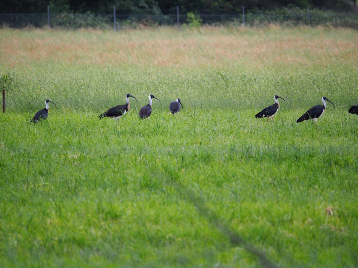 eBird Checklist - 1 Dec 2020 - Yarra Valley Trail, Lilydale to ...
