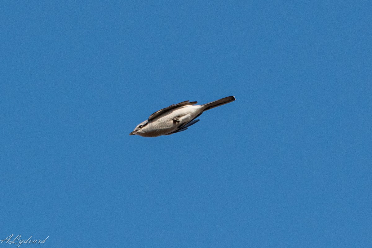 eBird Checklist - 1 Dec 2020 - Unnamed Road, Browder, Kentucky, US (37. ...