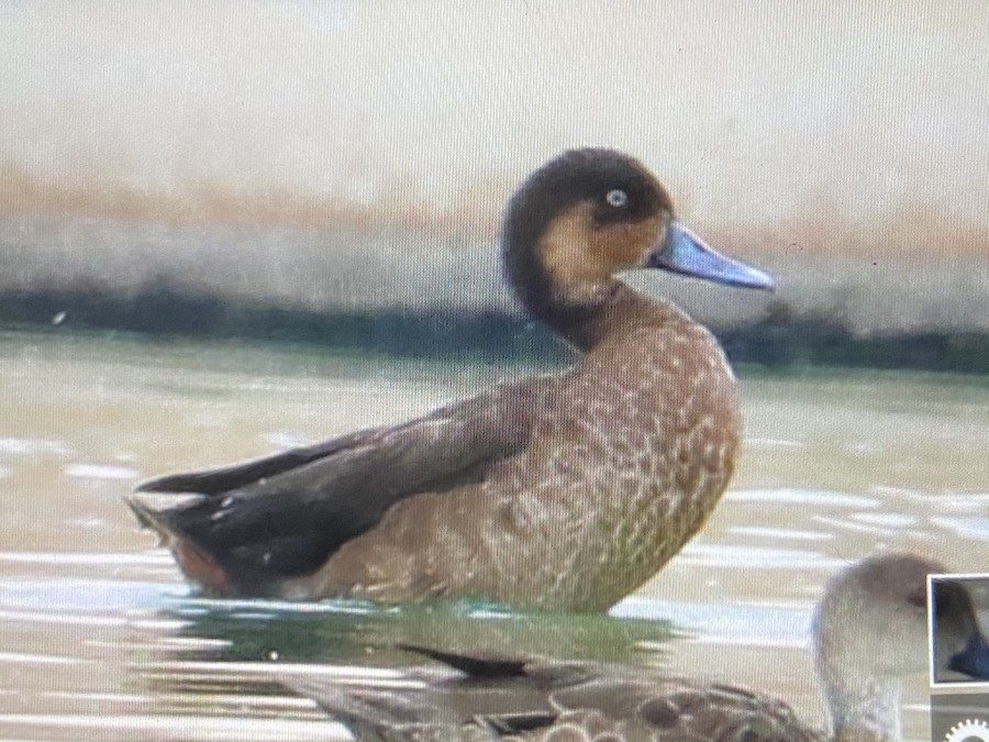 Grey Teal x Hardhead (hybrid) - eBird