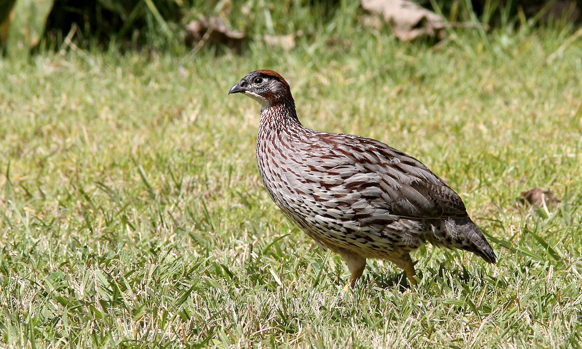 Erckel's Spurfowl - Pternistis erckelii - Birds of the World