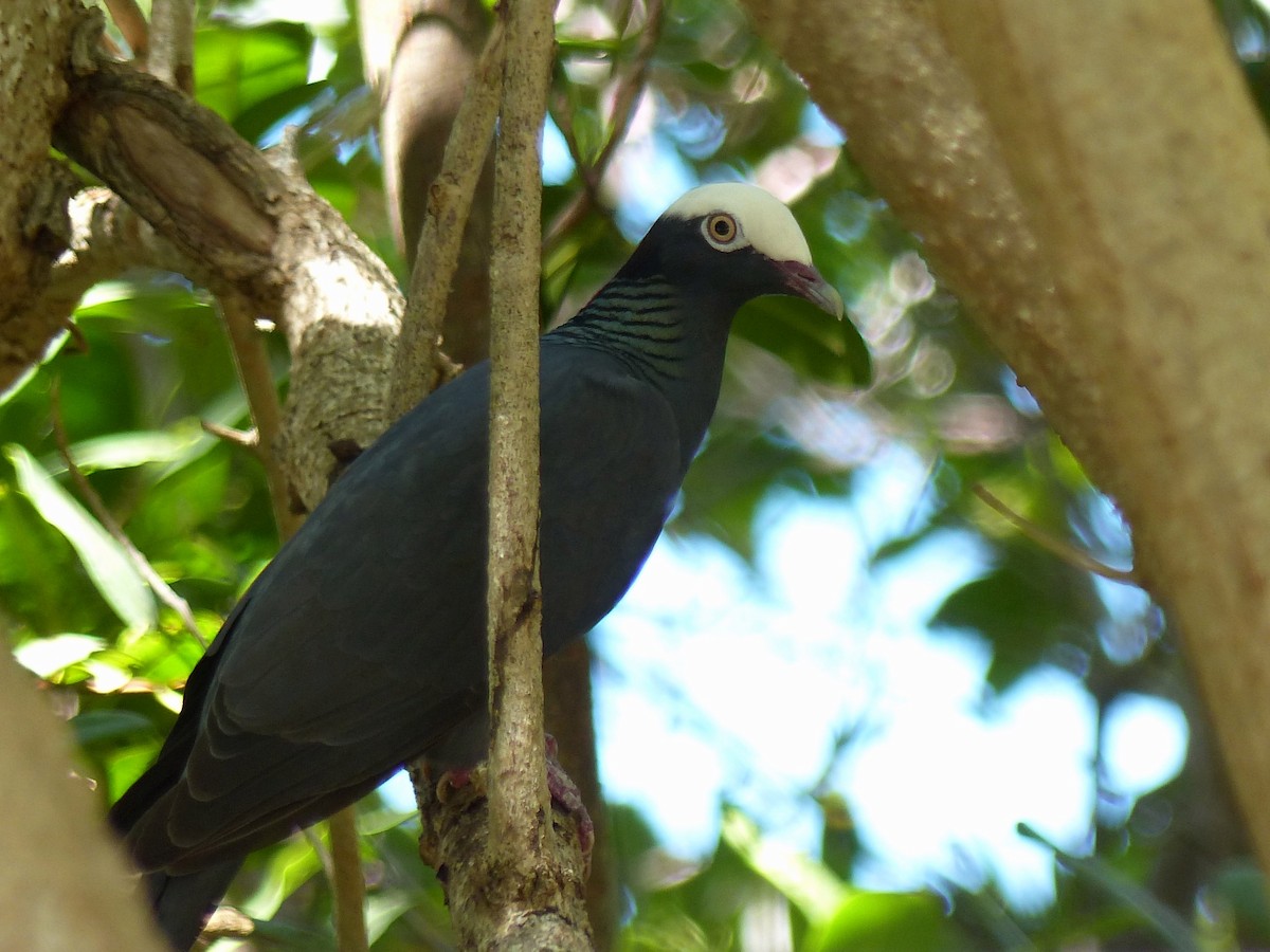 eBird Checklist - 9 Apr 2016 - Culebra - 27 species (+1 other taxa)