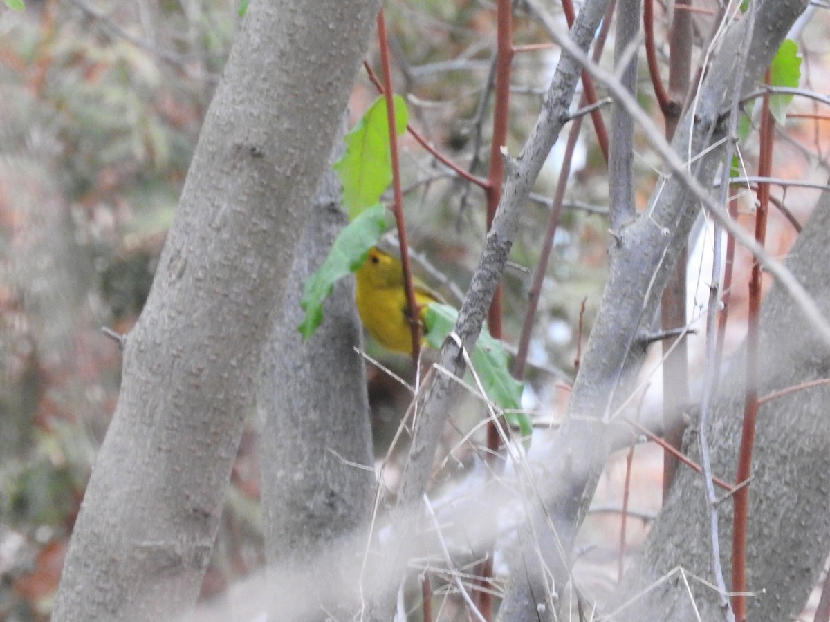 ML285200221 - Wilson's Warbler - Macaulay Library