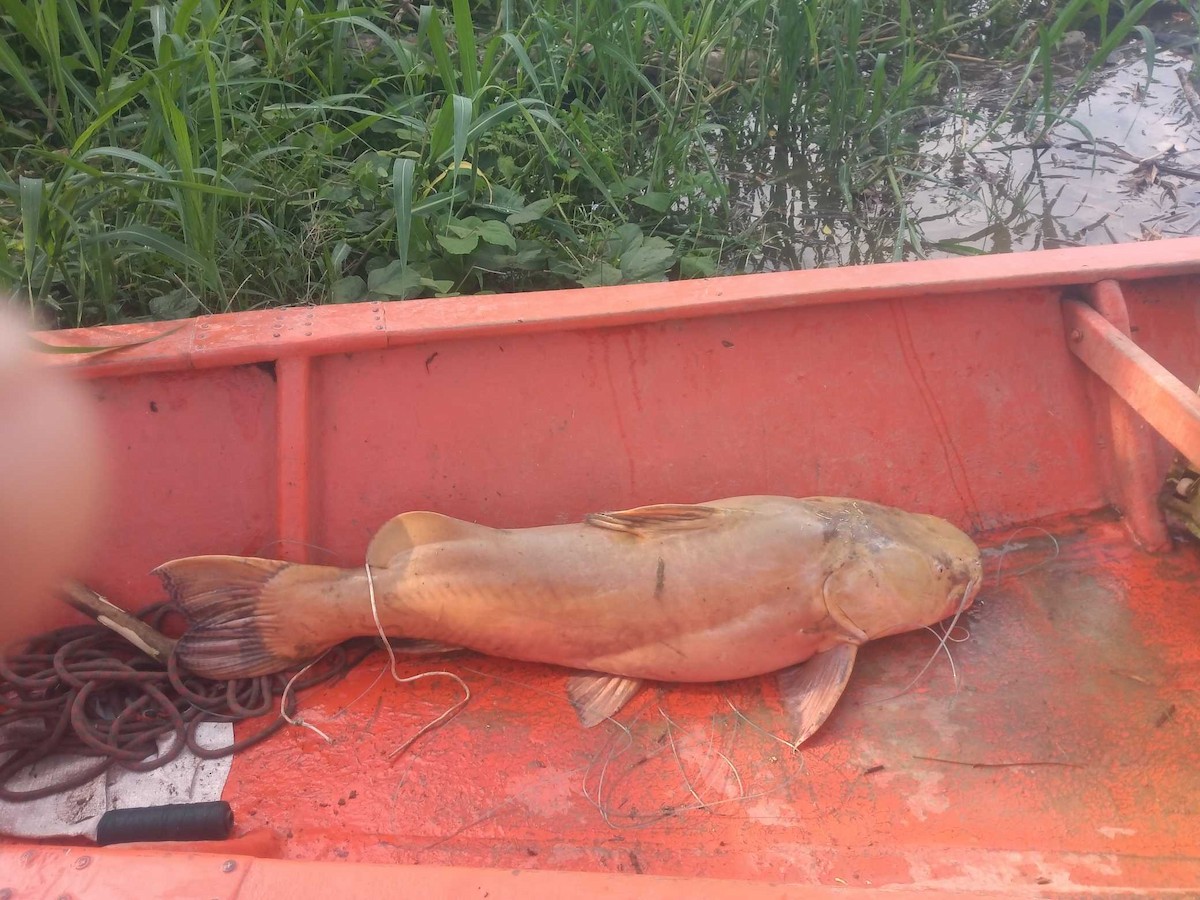 ML286020221 - Fish sp. - Macaulay Library