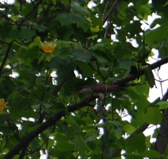 Virginia Breeding Bird Atlas Checklist - 12 May 2016 - C.M. Crockett ...