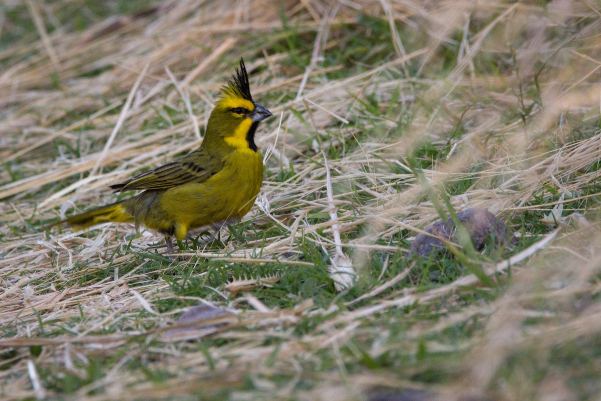 ML286163011 - Yellow Cardinal - Macaulay Library