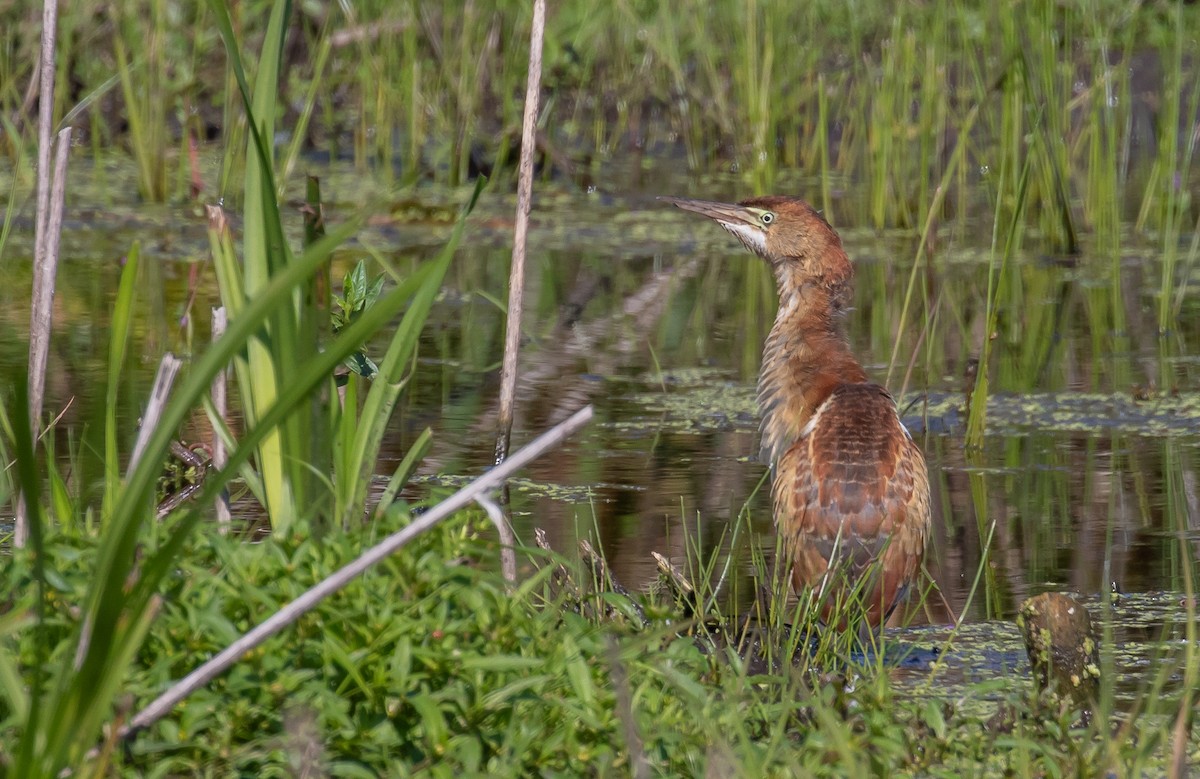 ML286229061 - Least Bittern - Macaulay Library
