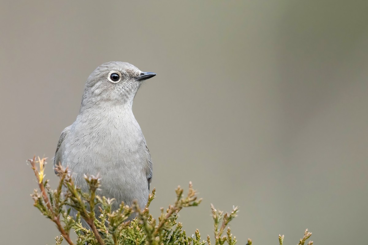 Townsend's Solitaire - Myadestes townsendi - Media Search - Macaulay ...