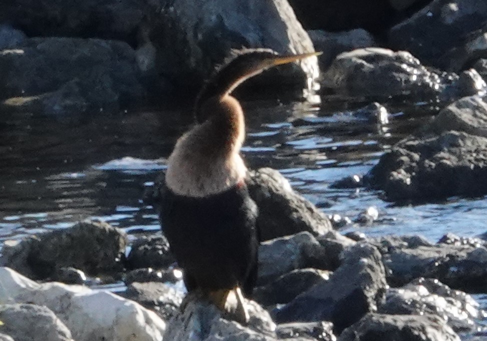 eBird Checklist - 9 Dec 2020 - Fran Reich Preserve SFWMD - 19 species