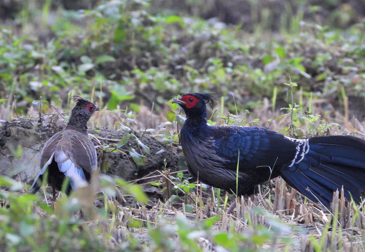 eBird Checklist - 11 Dec 2020 - Madane Protected Forest - 45 species