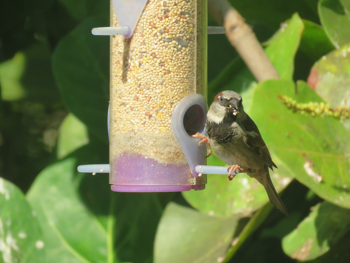 ML28754991 - House Sparrow - Macaulay Library