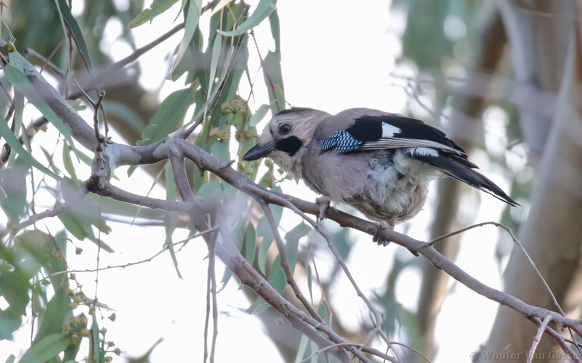 eBird Checklist - 2 Jun 2018 - Aspendos - 18 species