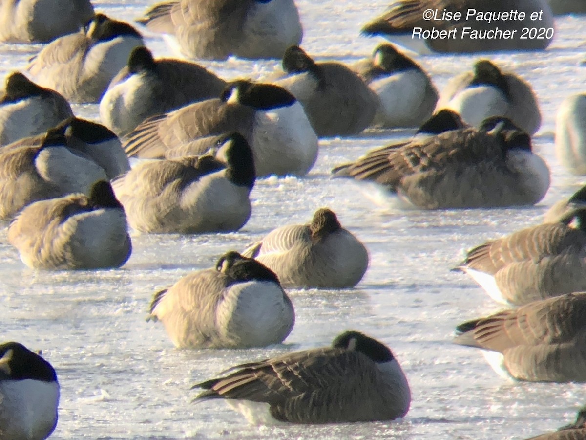 eBird Checklist - 16 Dec 2020 - Bassin de Chambly - 11 species