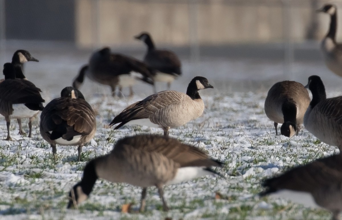 eBird Checklist - 18 Dec 2020 - Elk Landing - 6 species