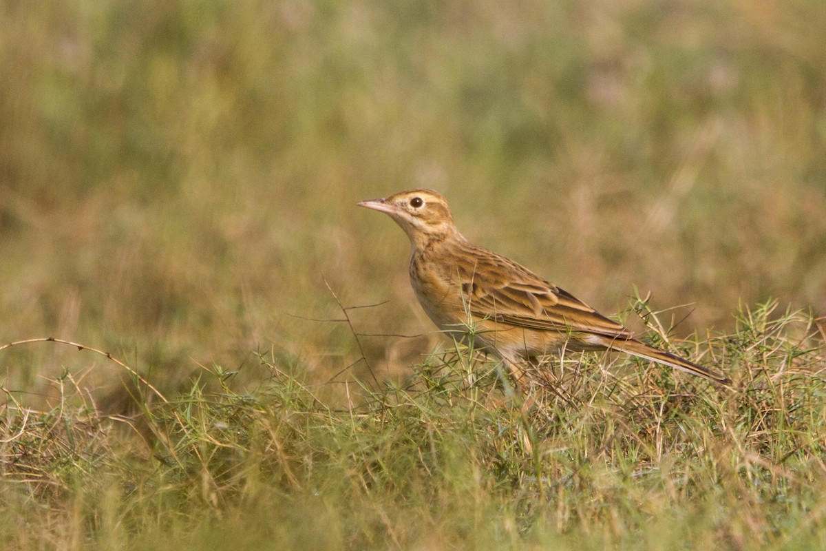 ML289150981 - Richard's Pipit - Macaulay Library