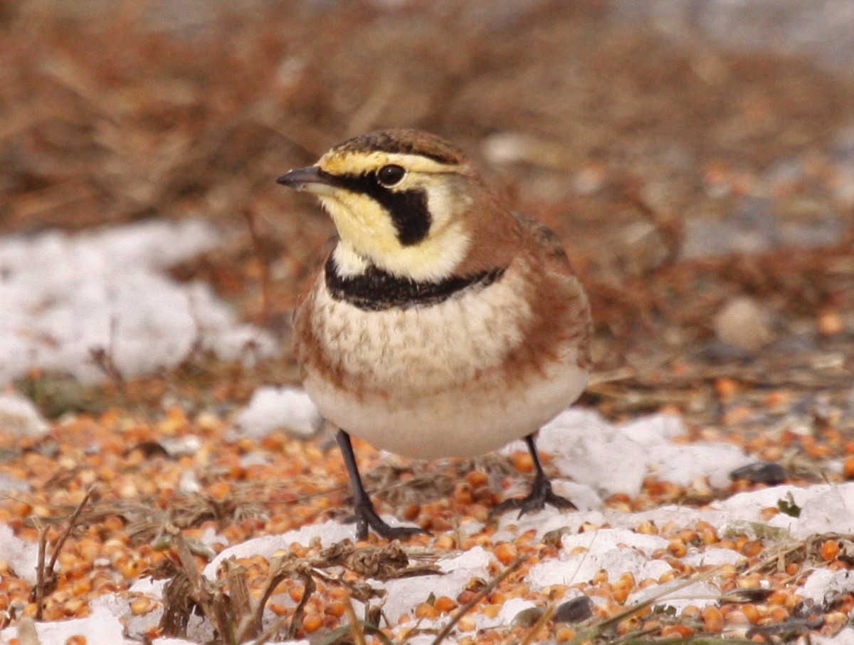 eBird Checklist - 19 Dec 2020 - Homestead Rd. Farm Fields (roadside access only) - 7 species