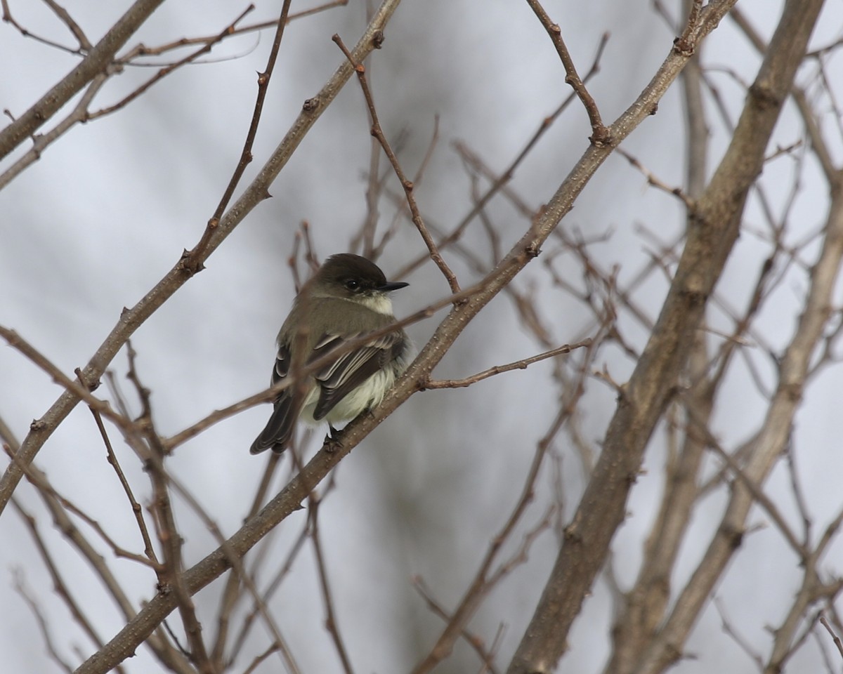 eBird Checklist - 19 Dec 2020 - Elk River Park - 28 species (+1 other taxa)
