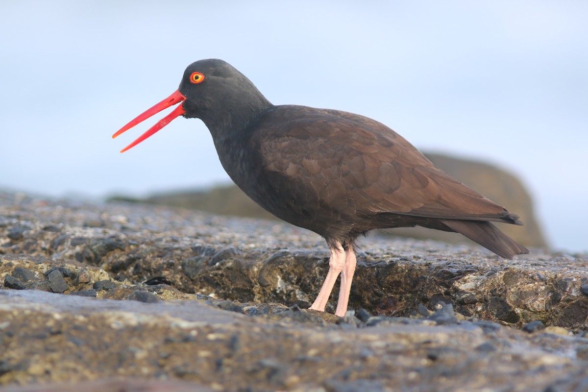 eBird Checklist - 19 Dec 2020 - North Spit--Samoa Dunes Recreation Area ...