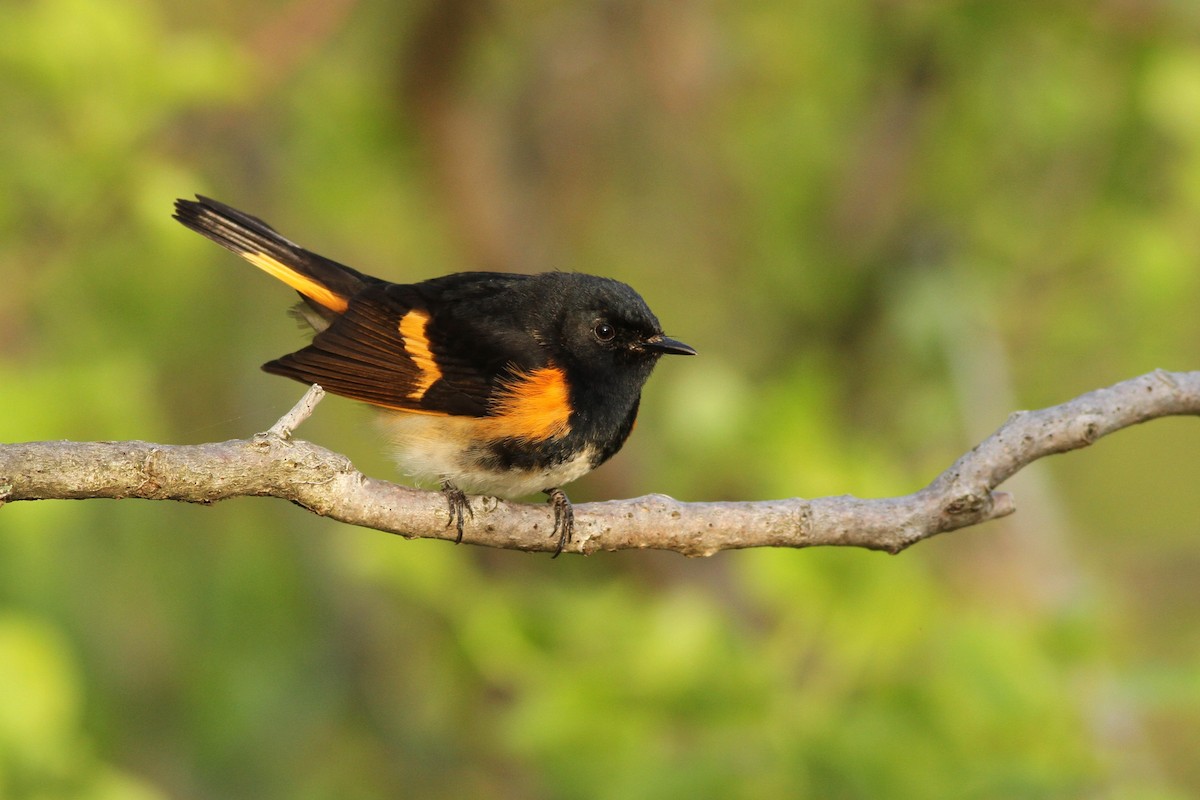 ML28951871 - American Redstart - Macaulay Library