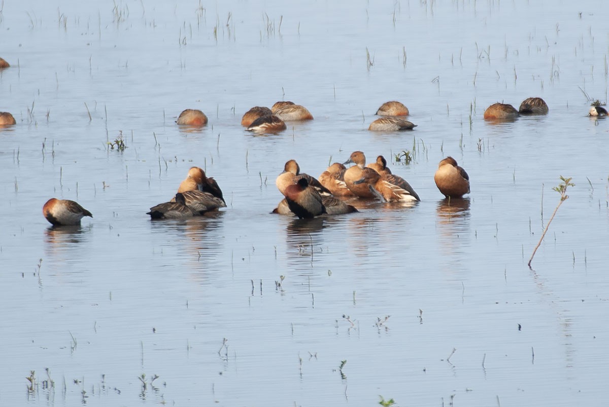 eBird Checklist - 31 Aug 2004 - ESEC do Taim - 14 species