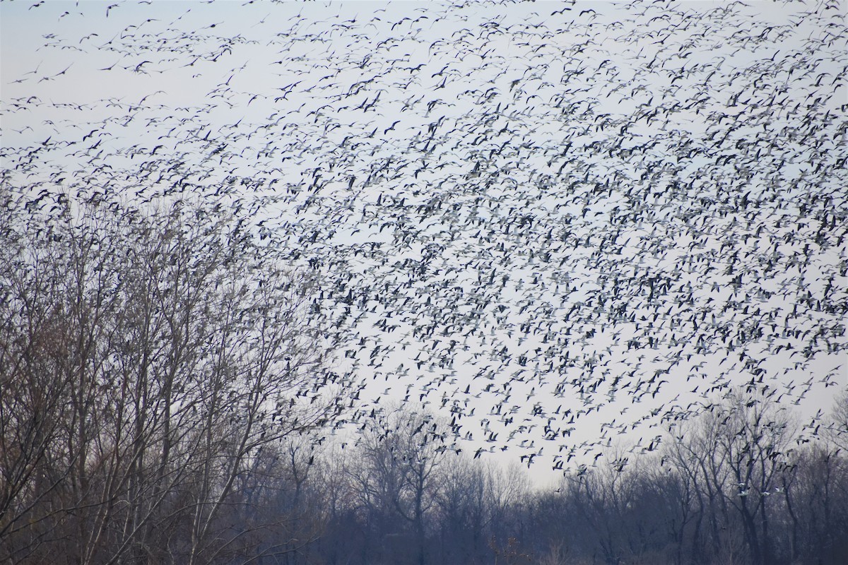 eBird Checklist - 18 Dec 2020 - Little River CA (Pemiscot Co.) - 31 ...