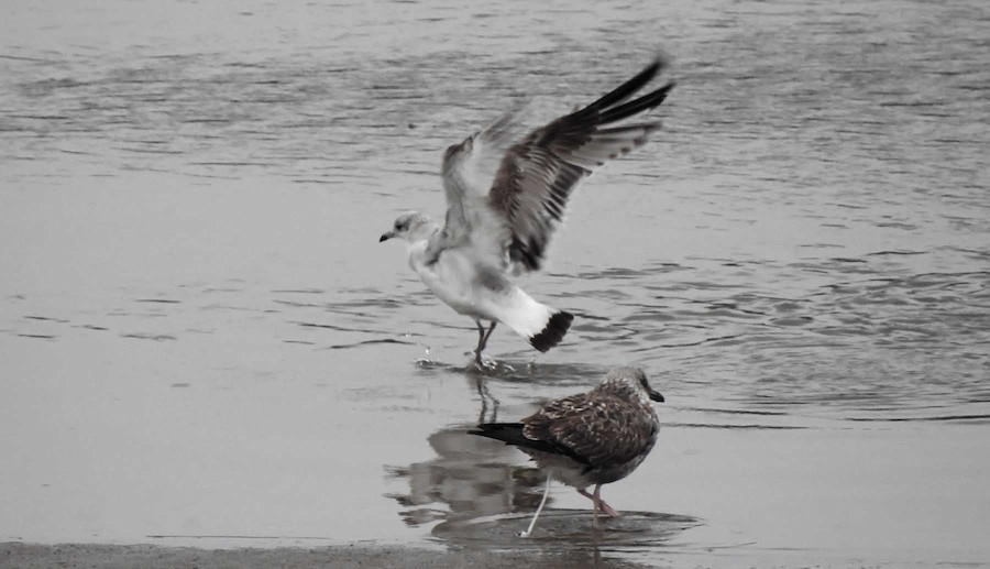 Mediterranean x Common Gull (hybrid) - eBird